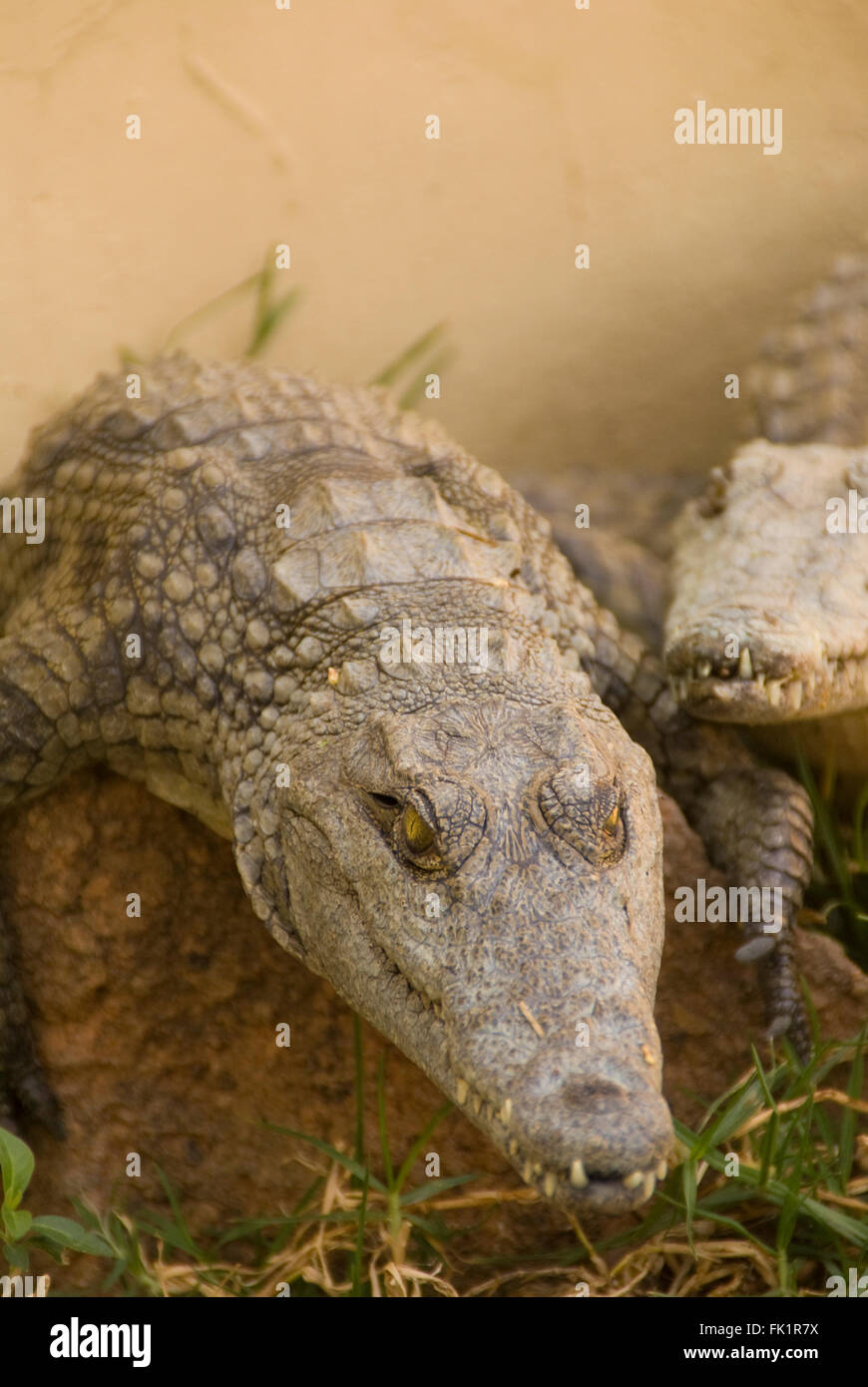Crocodile portrait showing off the animals teach and scales Stock Photo ...