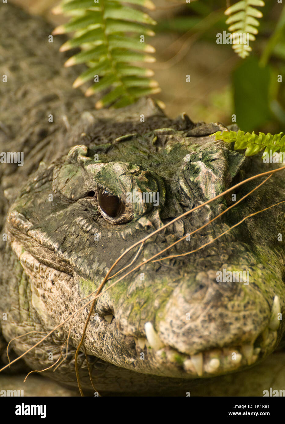 Crocodile portrait showing off the animals teach and scales Stock Photo ...
