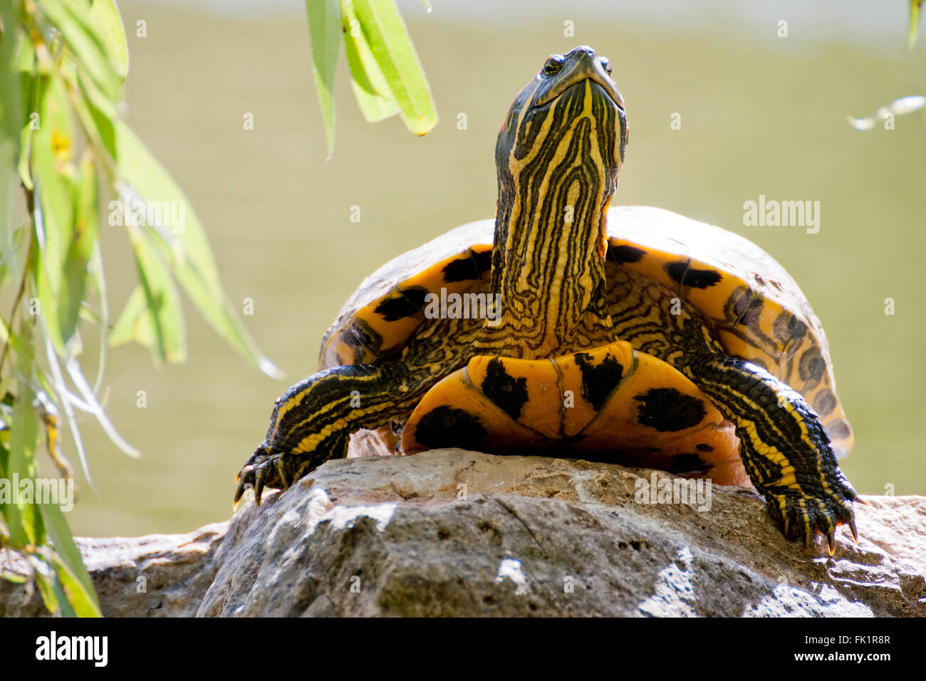 Red-eared terrapin are also known as Red-eared Sliders Stock Photo - Alamy