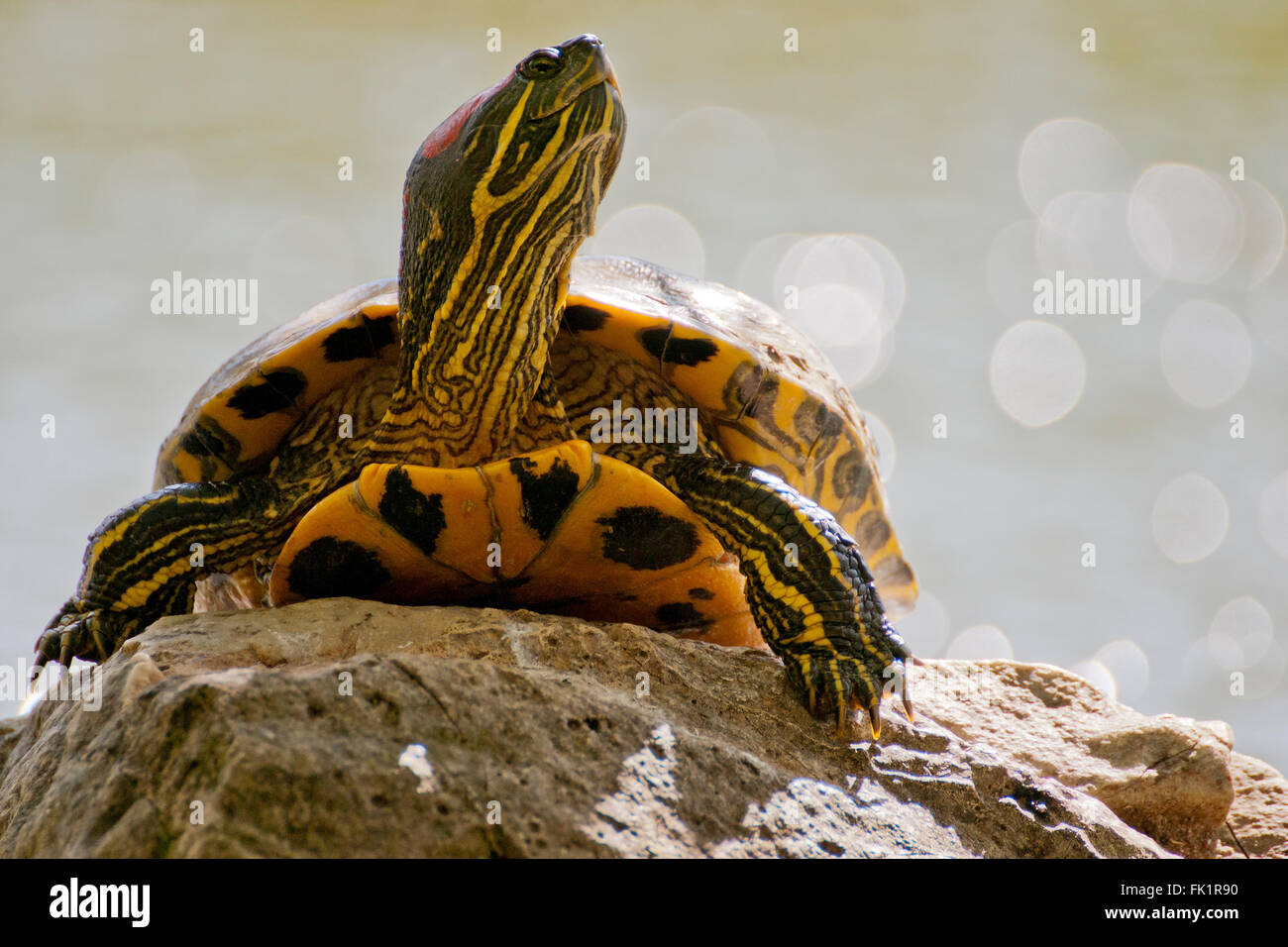 Red-eared terrapin are also known as Red-eared Sliders Stock Photo - Alamy