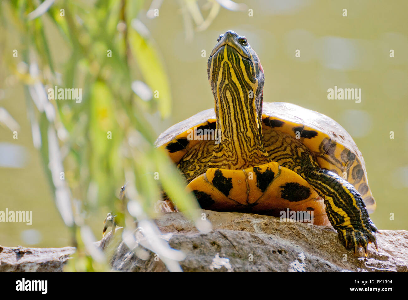 Red-eared terrapin are also known as Red-eared Sliders Stock Photo - Alamy