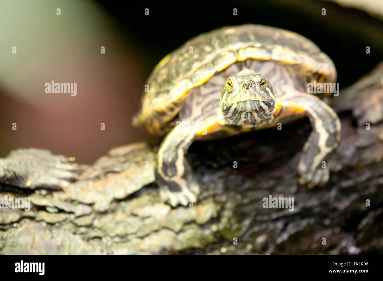 Red-eared terrapin are also known as Red-eared Sliders Stock Photo - Alamy
