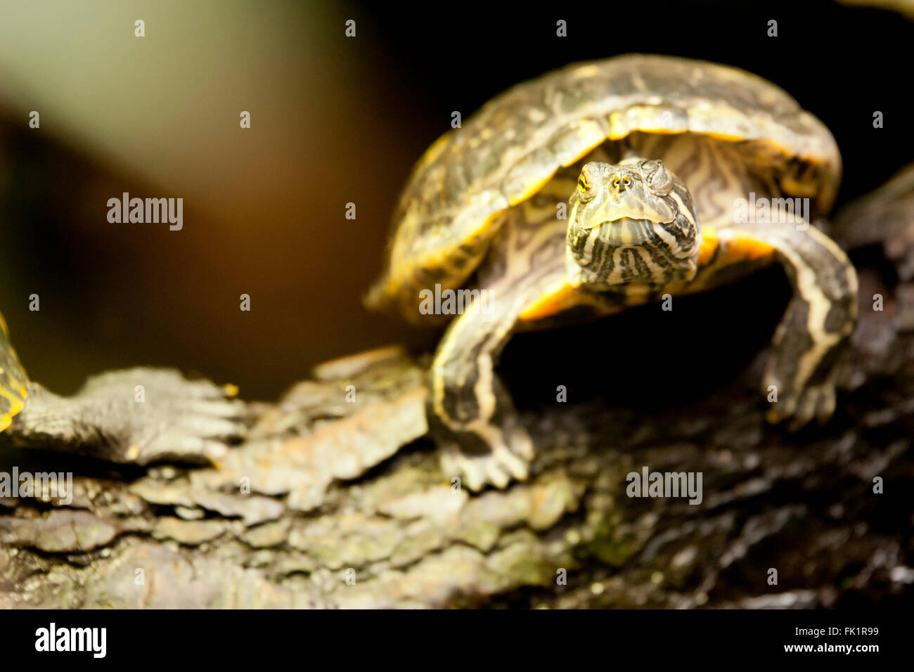 Red-eared terrapin are also known as Red-eared Sliders Stock Photo - Alamy