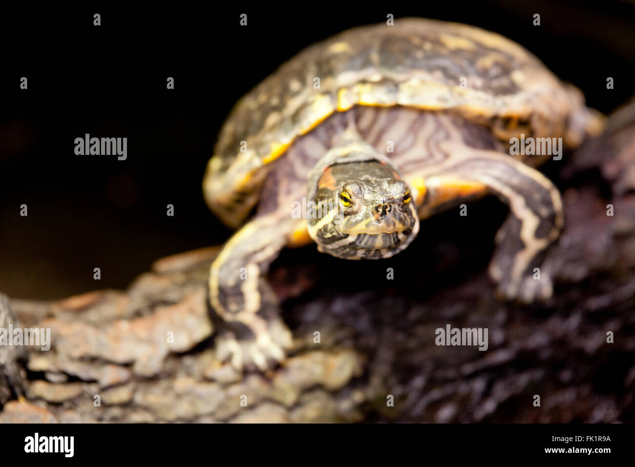 Red-eared terrapin are also known as Red-eared Sliders Stock Photo - Alamy