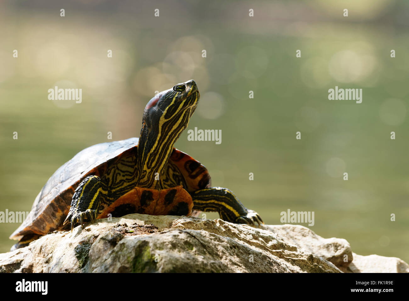 Red-eared terrapin are also known as Red-eared Sliders Stock Photo - Alamy