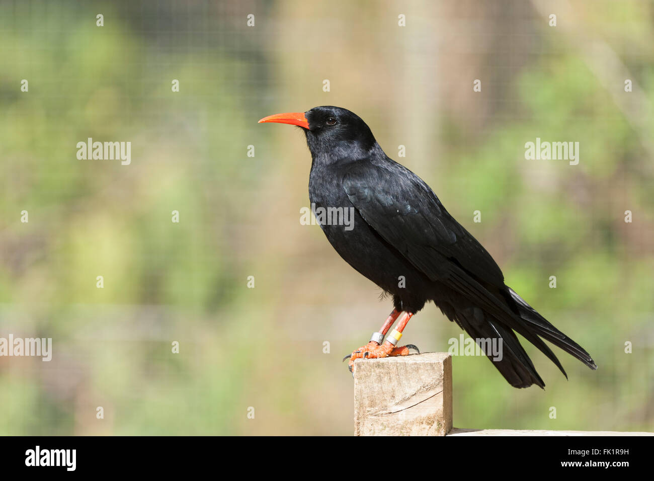 Crow family hi-res stock photography and images - Alamy