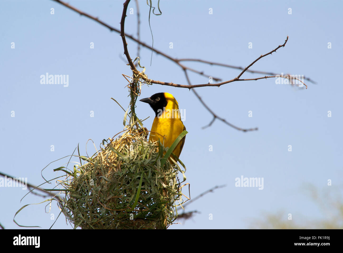 South africa birds nest yellow bird hi-res stock photography and images ...