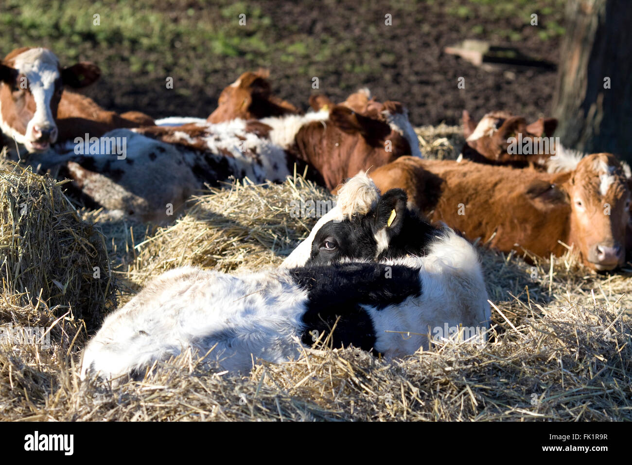 Cattle Laying in Straw Near a container of Hay Stock Photo - Alamy