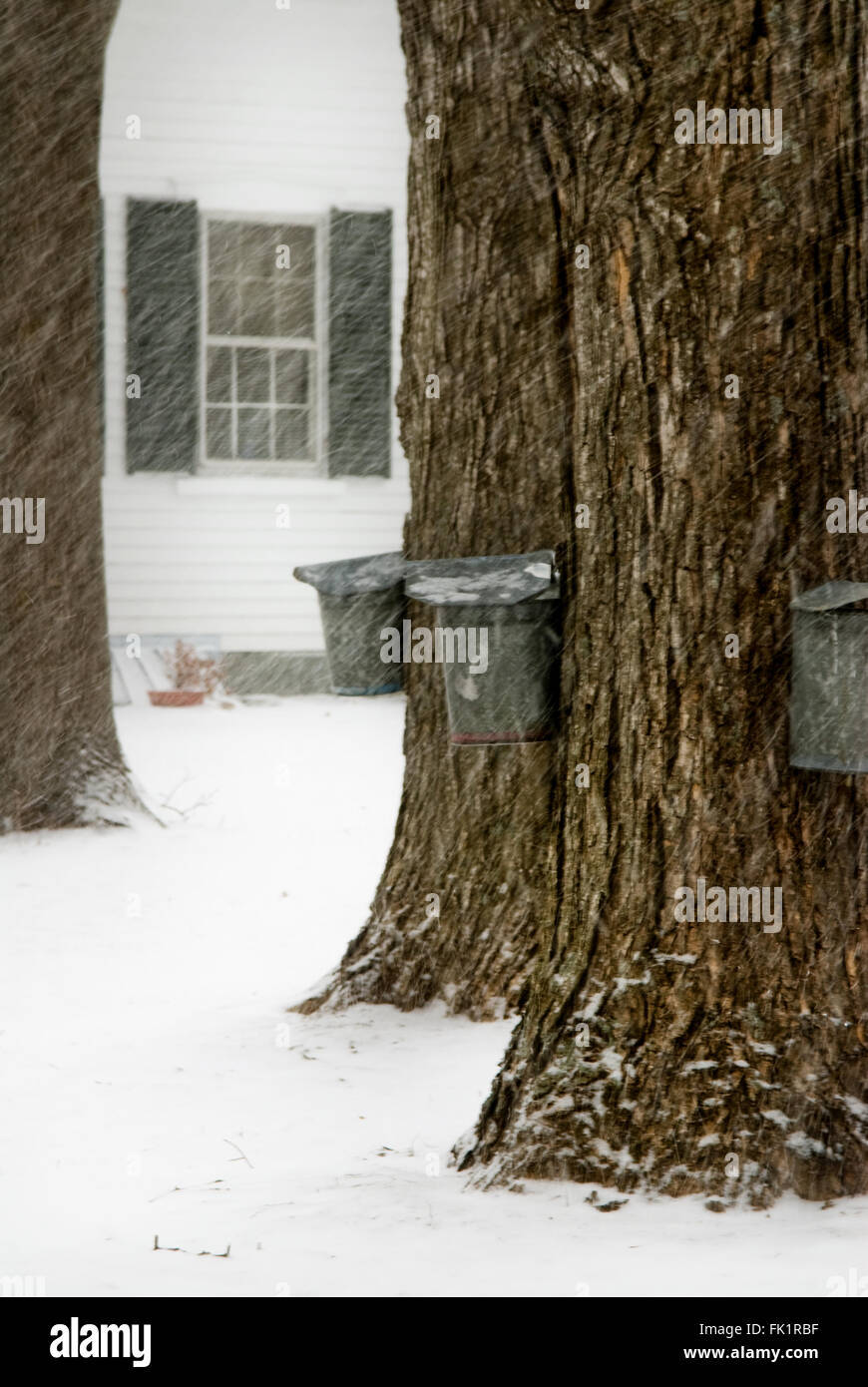 Tapping maple trees using old fashioned metal buckets to make maple ...