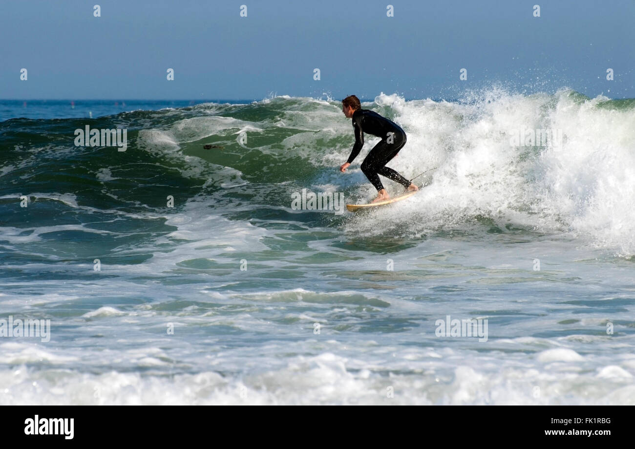 Surfer wearing a wet suit is riding the waves off the seacoast of New ...