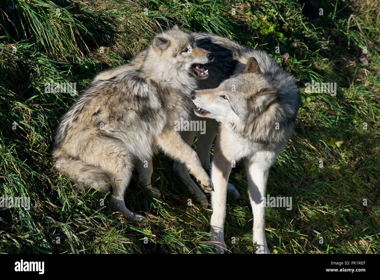 Timber Wolves - cub and adult Stock Photo - Alamy