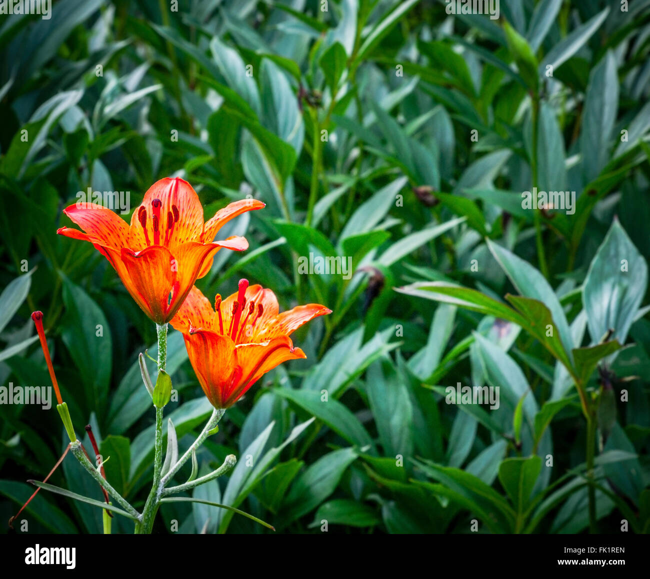 the red lily Stock Photo - Alamy