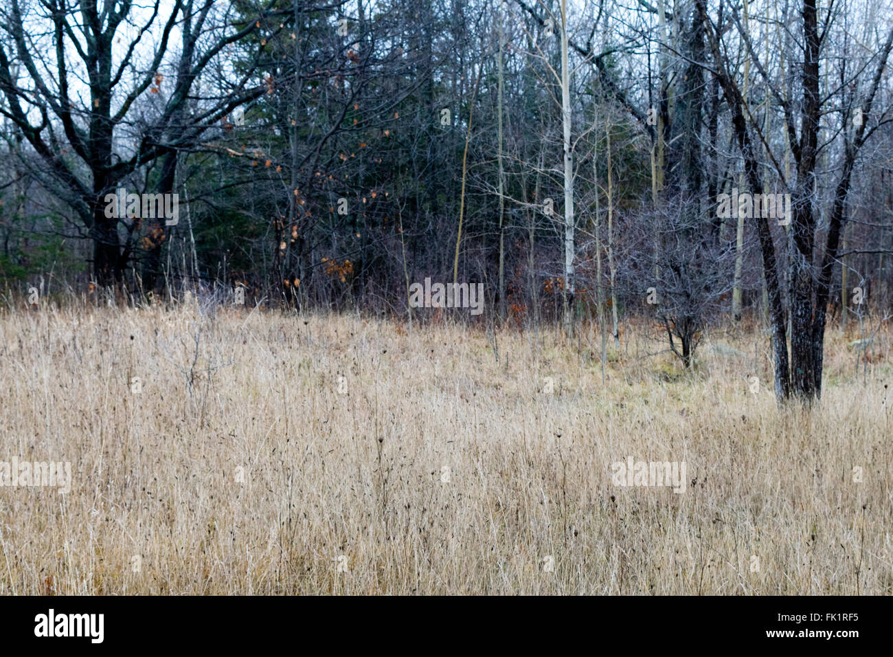 Meadow and forest on Manitoulin Island Stock Photo - Alamy