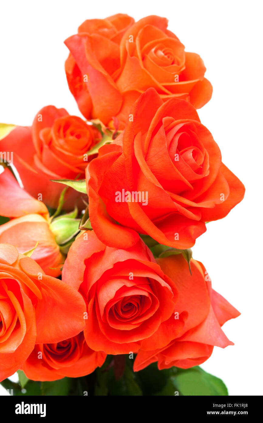 beautiful branch of roses on a white background Stock Photo - Alamy