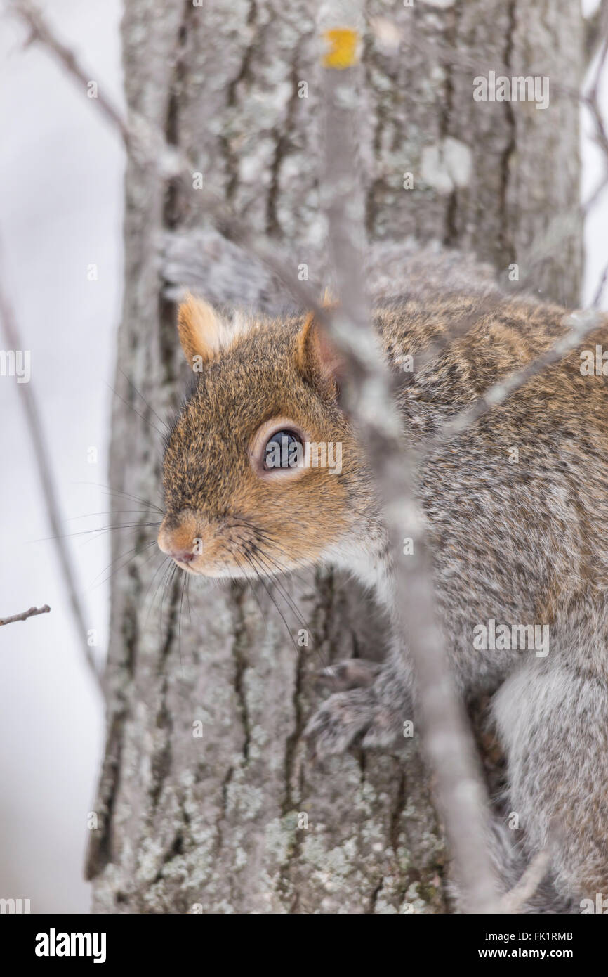Squirrel on a tree in winter Stock Photo - Alamy