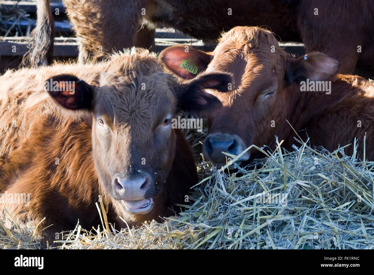 Cattle Laying in Straw Near a container of Hay Stock Photo - Alamy