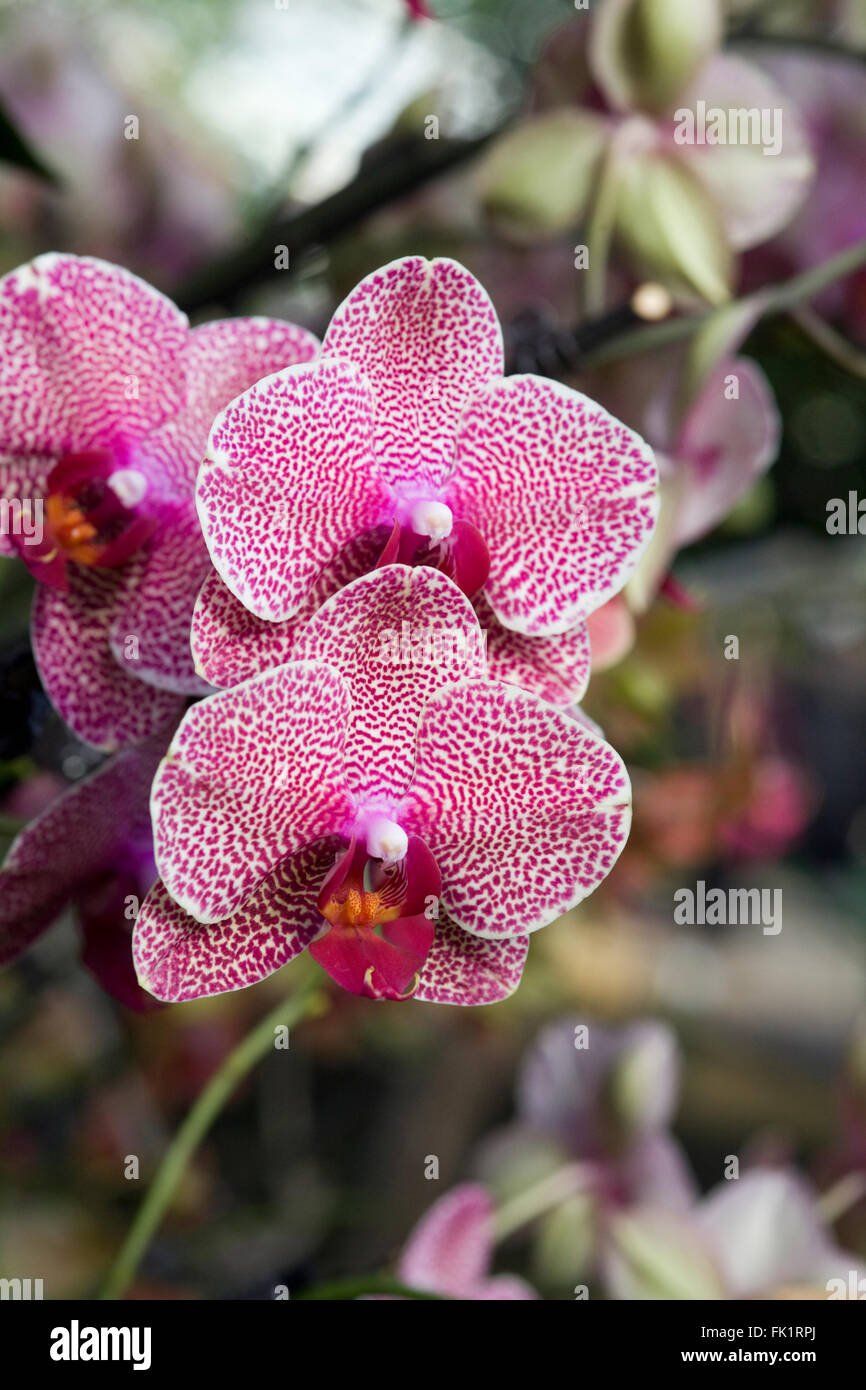 English orchid phalaenopsis Stock Photo - Alamy