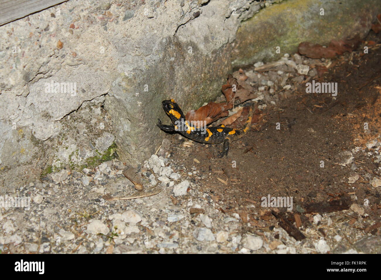 Hiding among rocks hi-res stock photography and images - Alamy