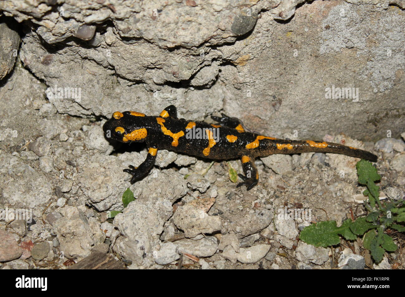 salamander (Salamandra) emerges from his hiding place among the rocks ...