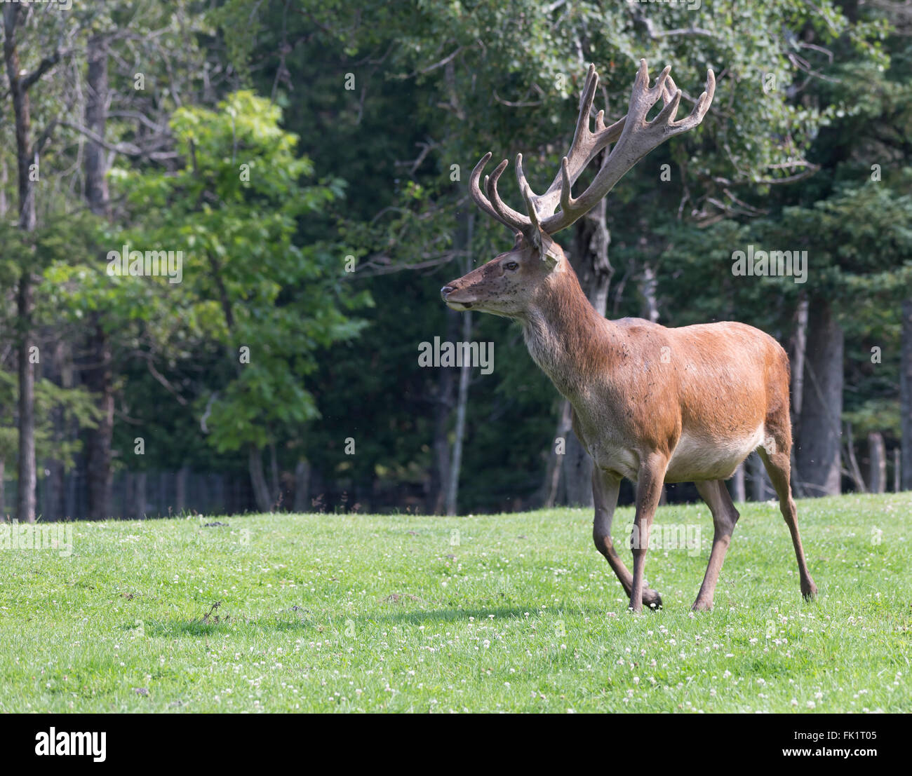 Deer in nature hi-res stock photography and images - Alamy
