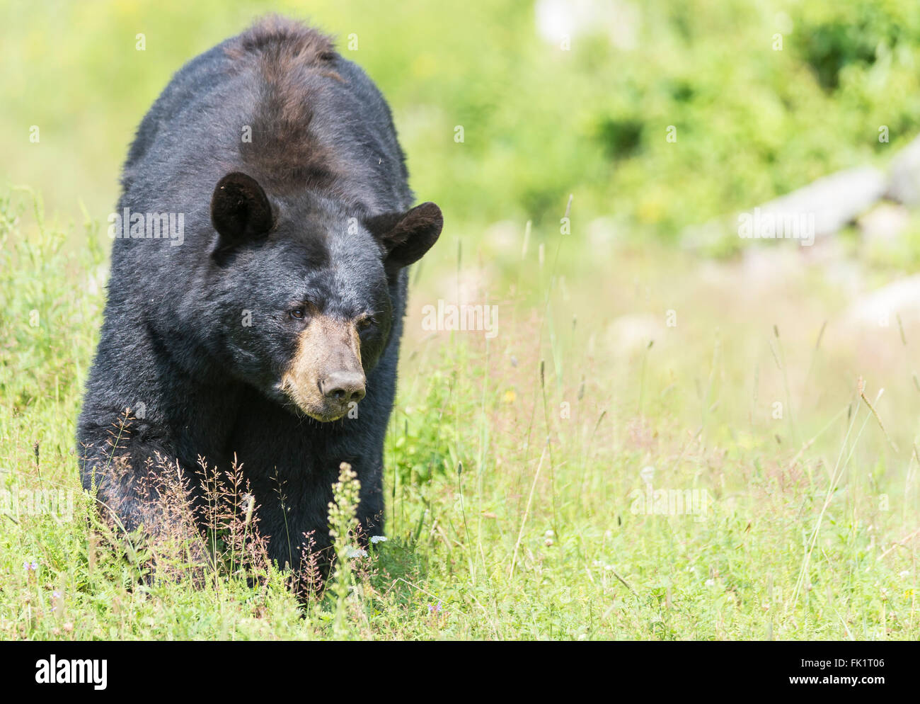 Lone black bear in a grassy field Stock Photo - Alamy