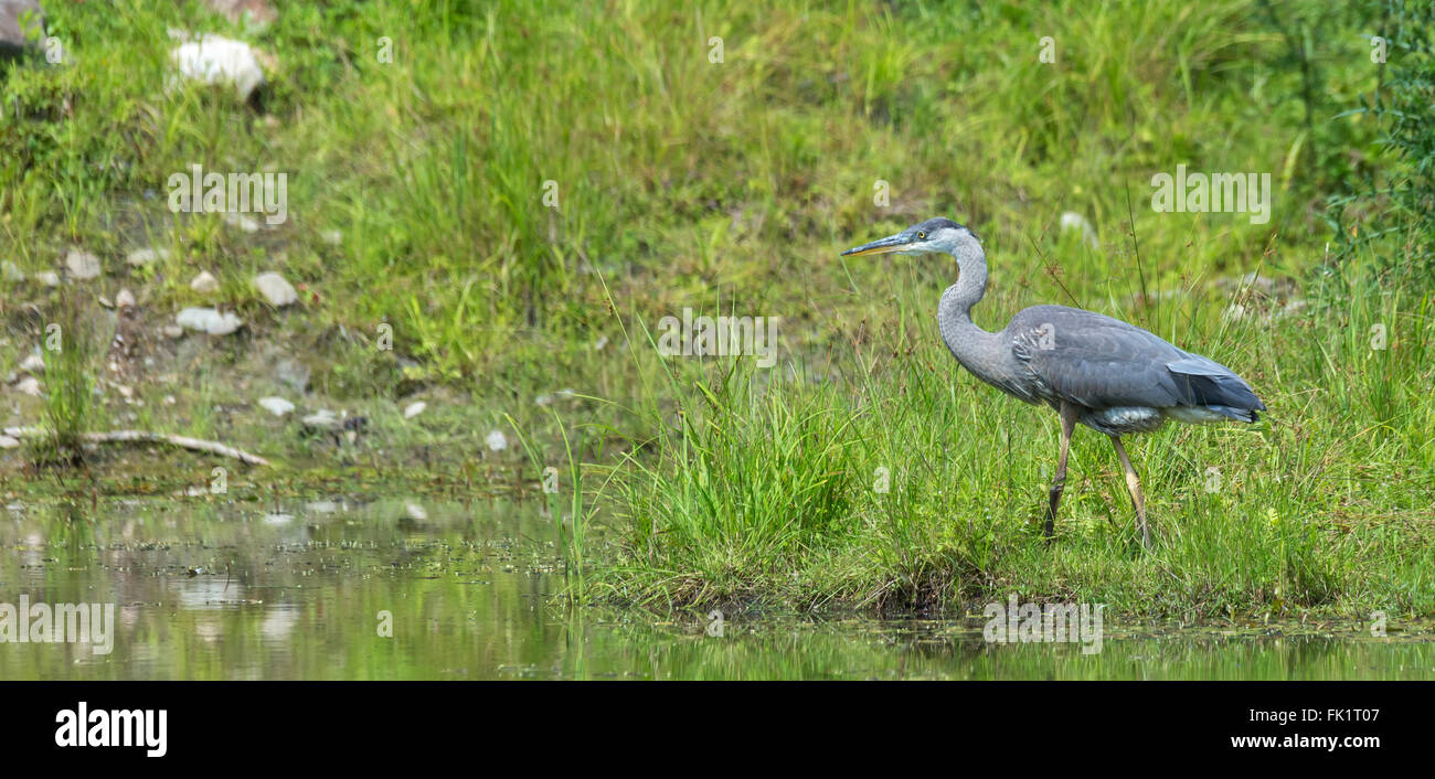 A bird in its natural surrounding Stock Photo - Alamy