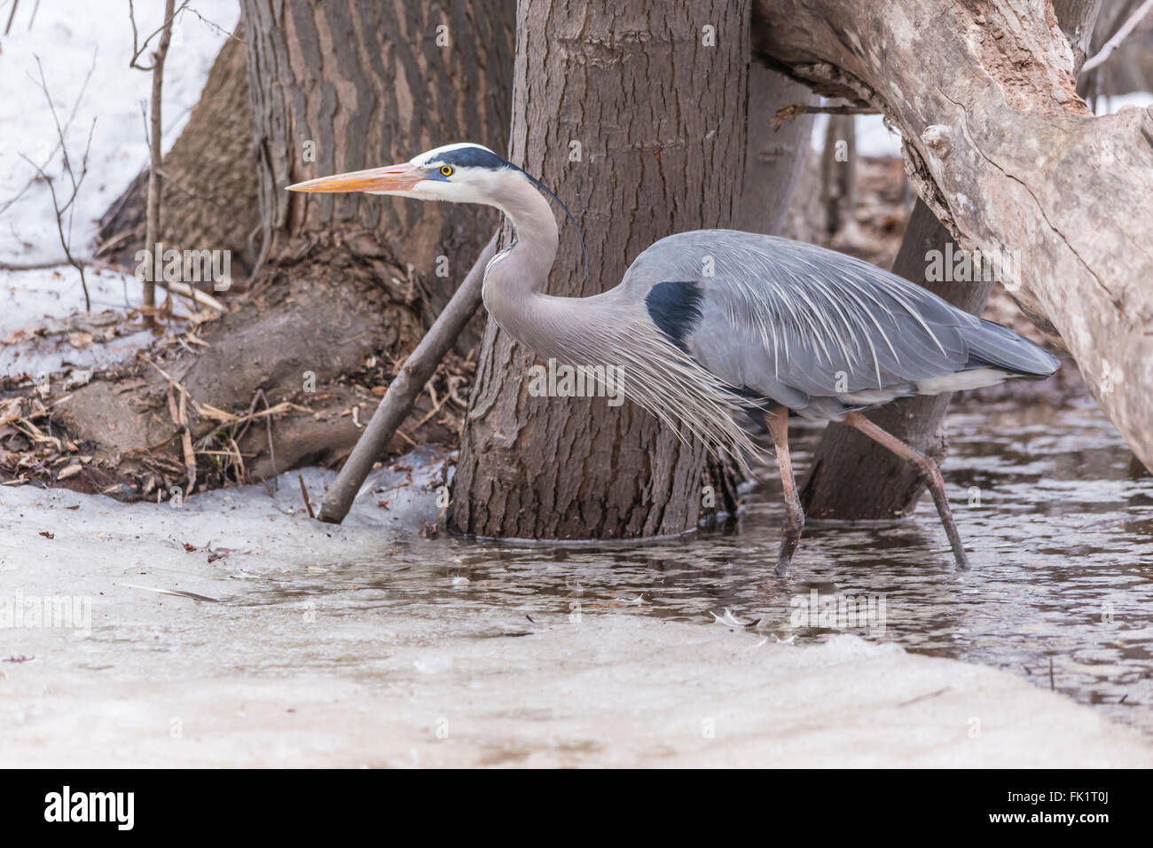 Great Blue Heron in a pond Stock Photo - Alamy