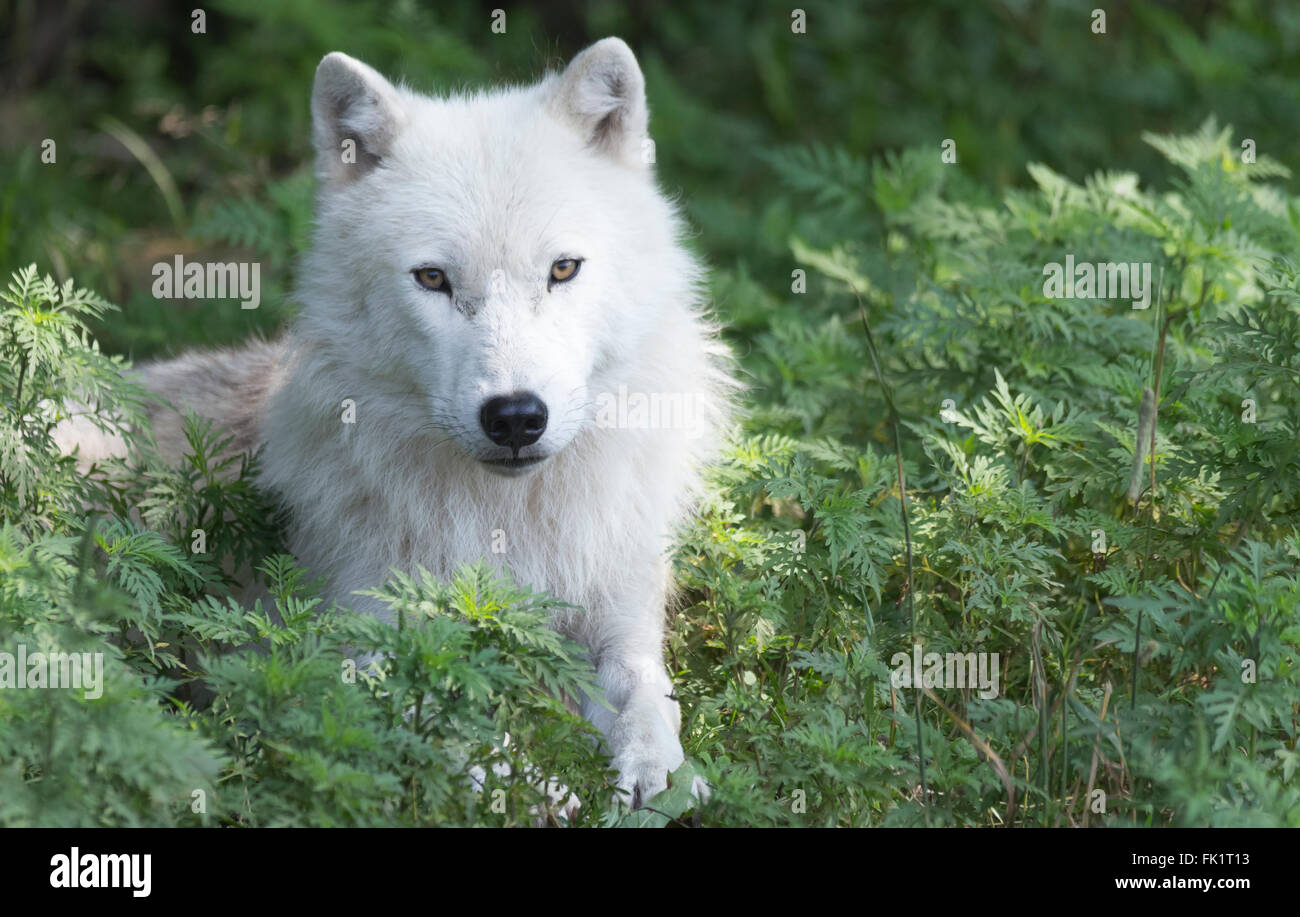 A lone Arctic wolf in a forest Stock Photo - Alamy