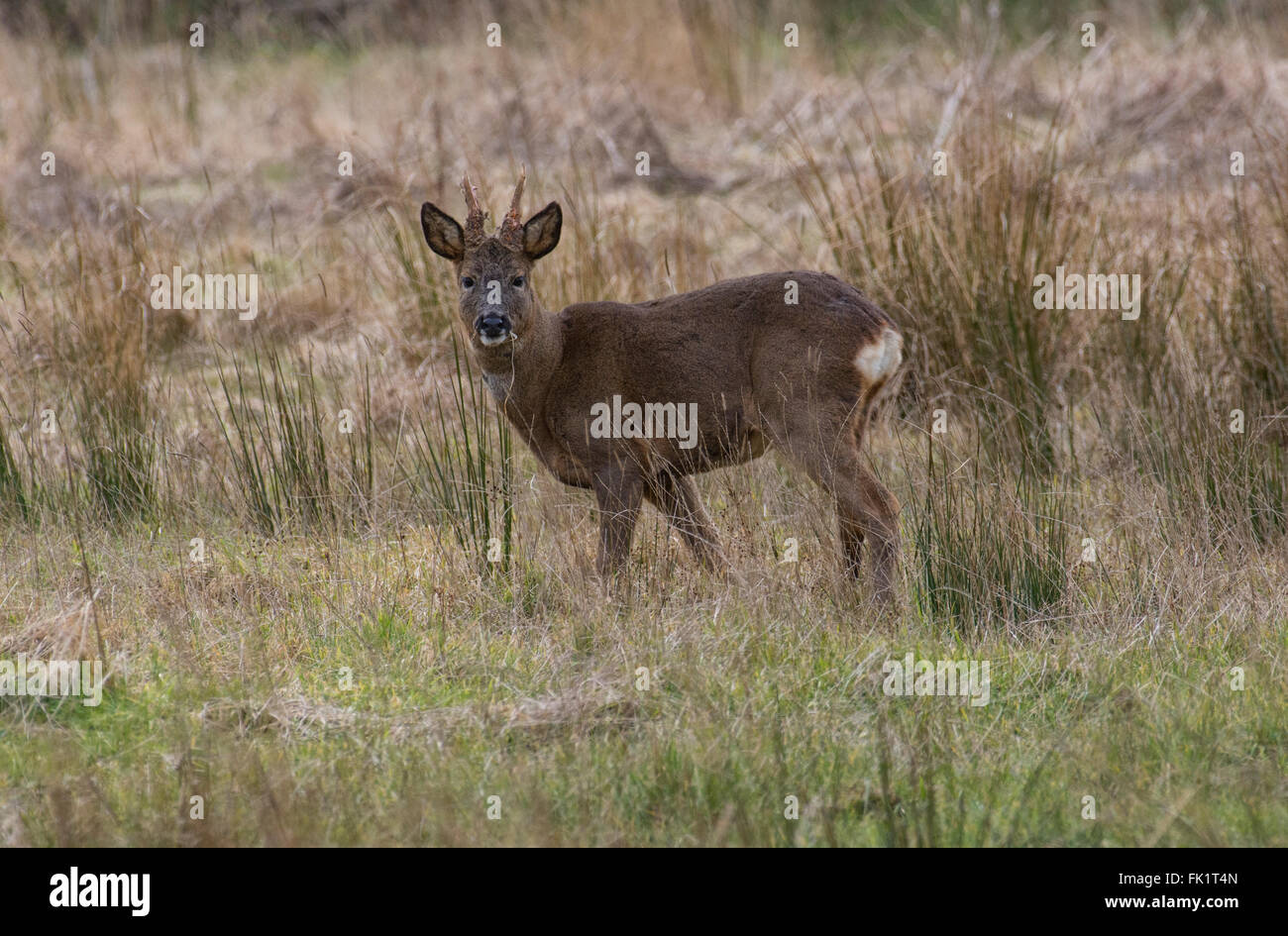 Bleeding antlers hi-res stock photography and images - Alamy