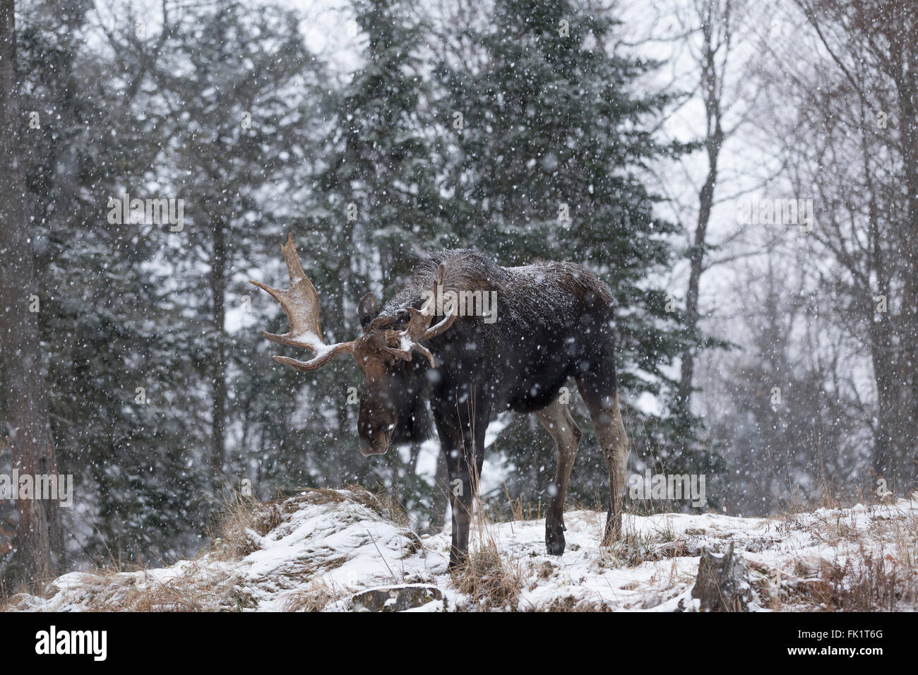 Moose Snow High Resolution Stock Photography and Images - Alamy