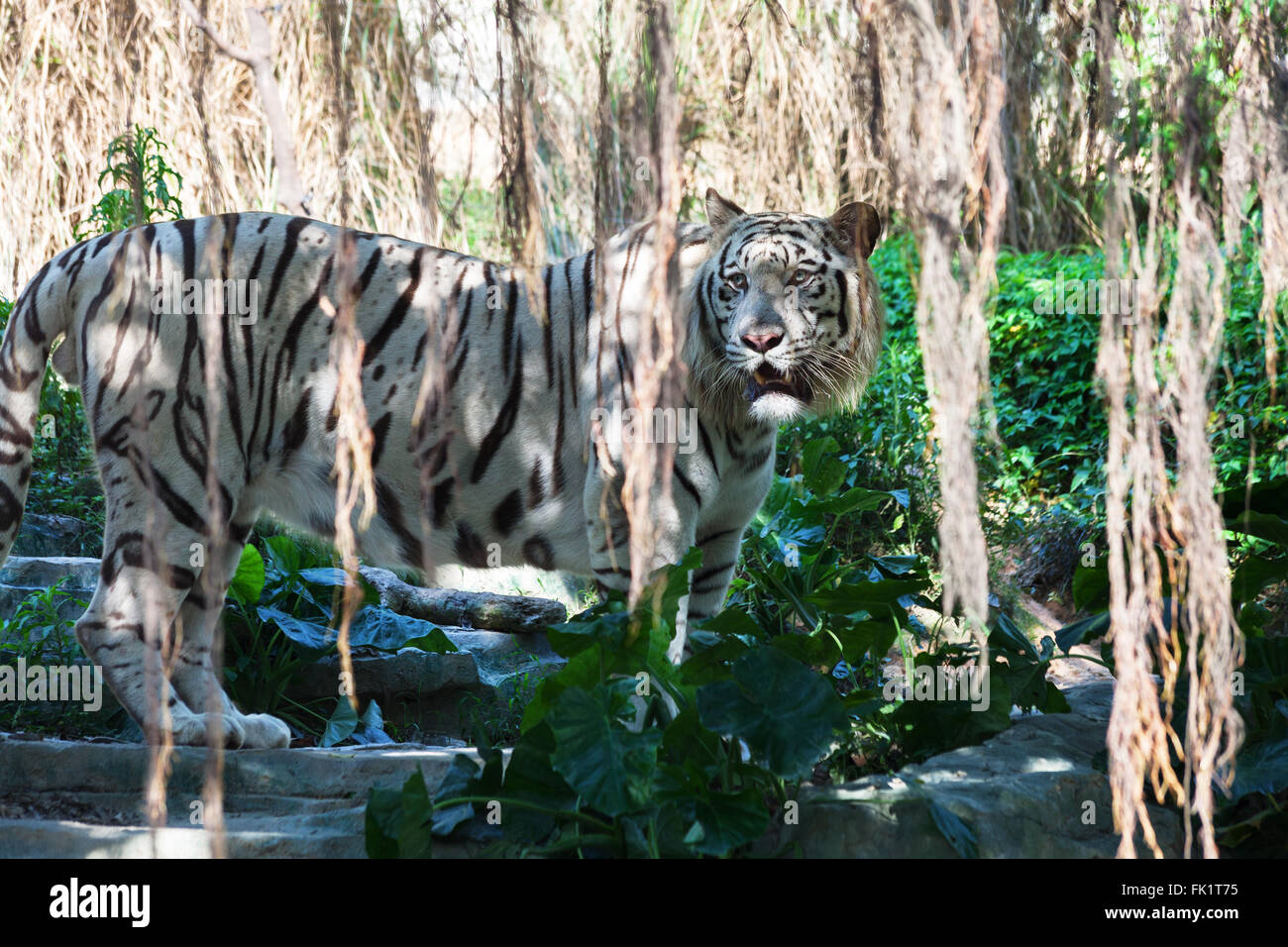 wild white tiger at the zoo Stock Photo - Alamy