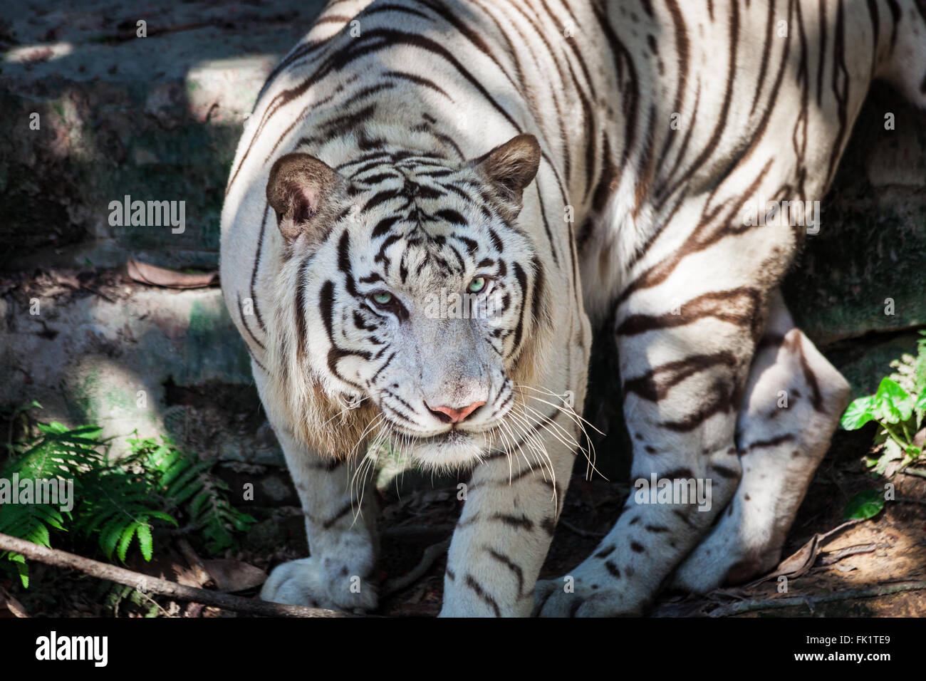 wild white tiger at the zoo Stock Photo - Alamy