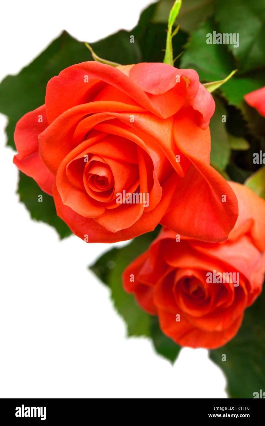 beautiful branch of roses on a white background Stock Photo - Alamy