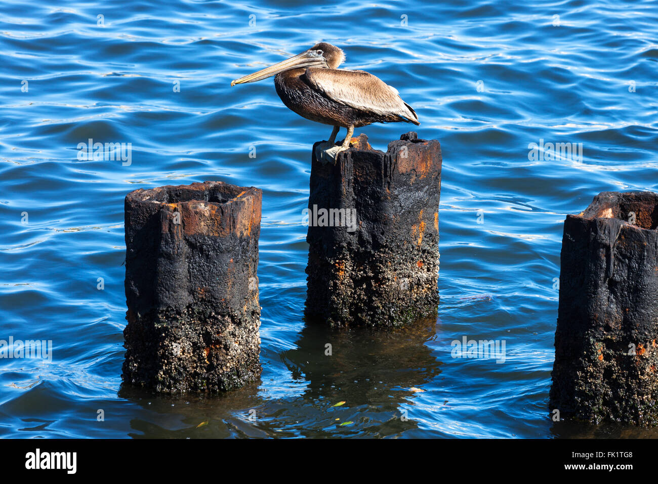 Rusty pelican hi-res stock photography and images - Alamy