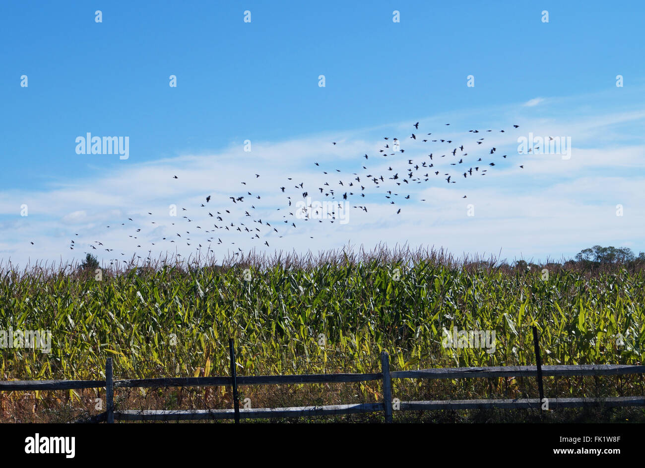A flock of birds flying over the crops Stock Photo - Alamy