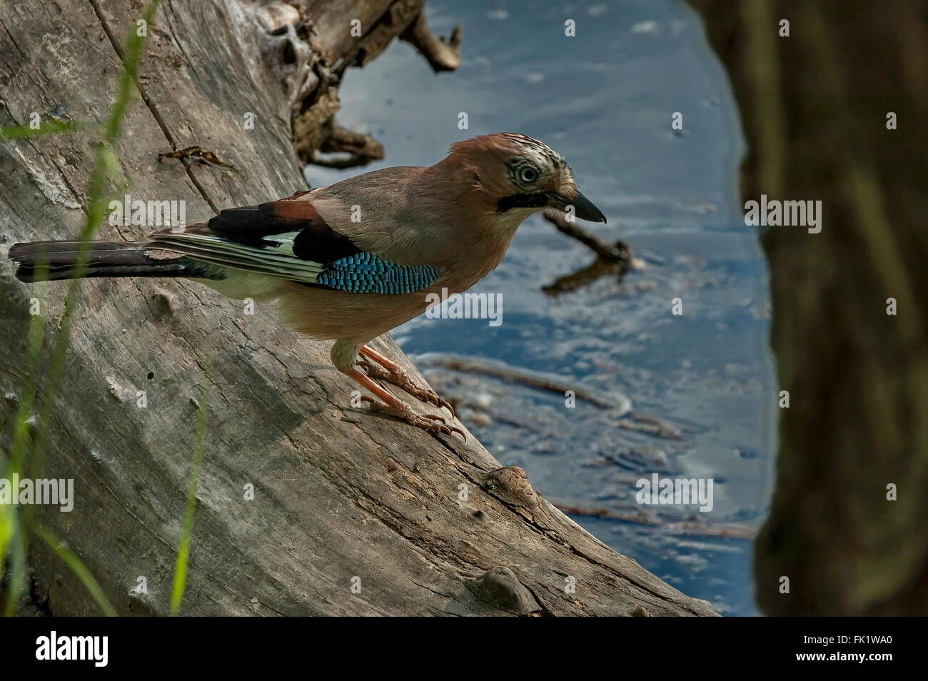 Jay bird stump hi-res stock photography and images - Alamy