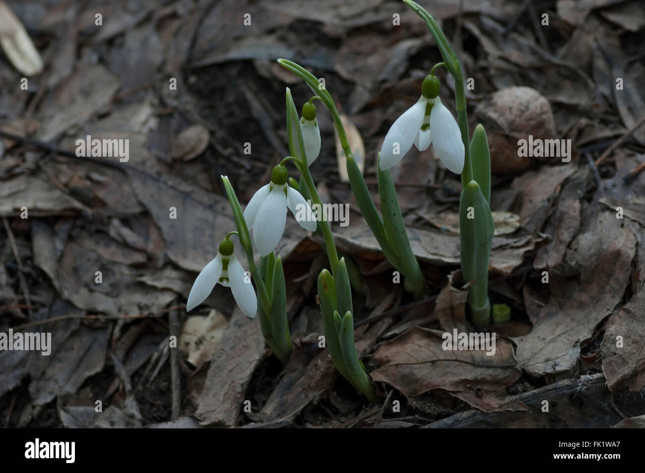 Bunch of snowdrops flowers in the garden, heralds of spring Stock Photo ...