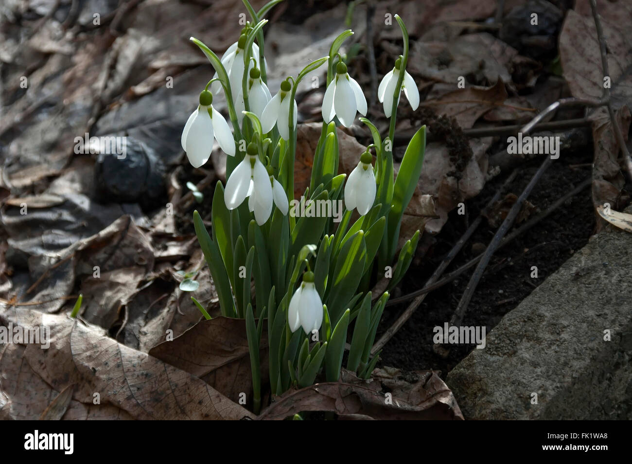 Bunch of snowdrops flowers in the garden, heralds of spring Stock Photo ...