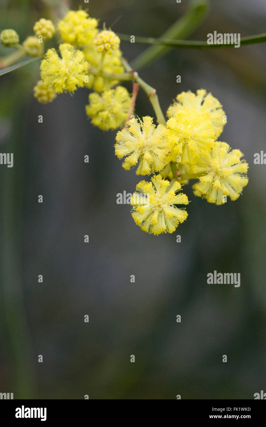Acacia retinodes, Wattle- Acacia leiophylla syn Stock Photo - Alamy