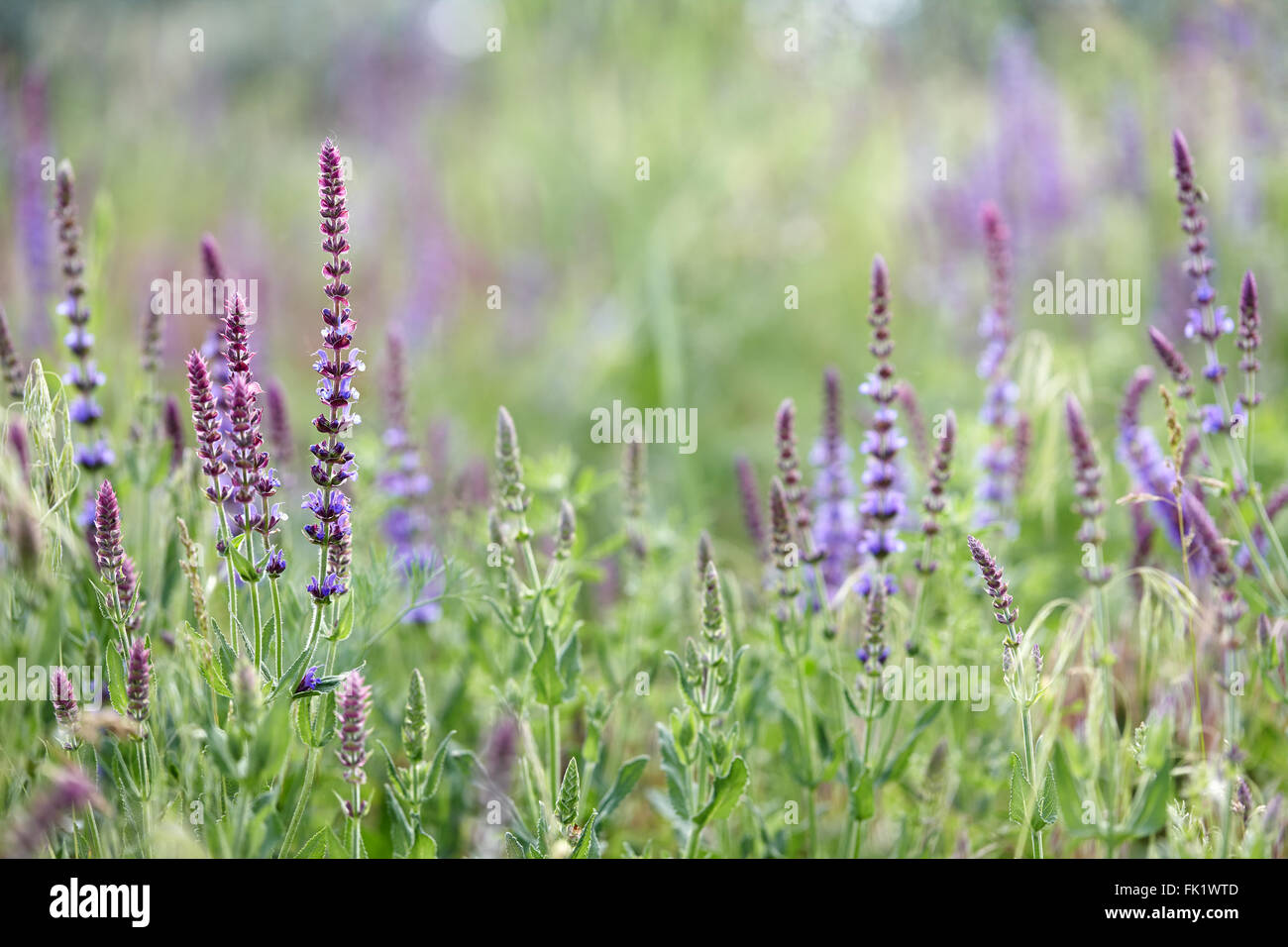 Woodland sage meadow Stock Photo - Alamy