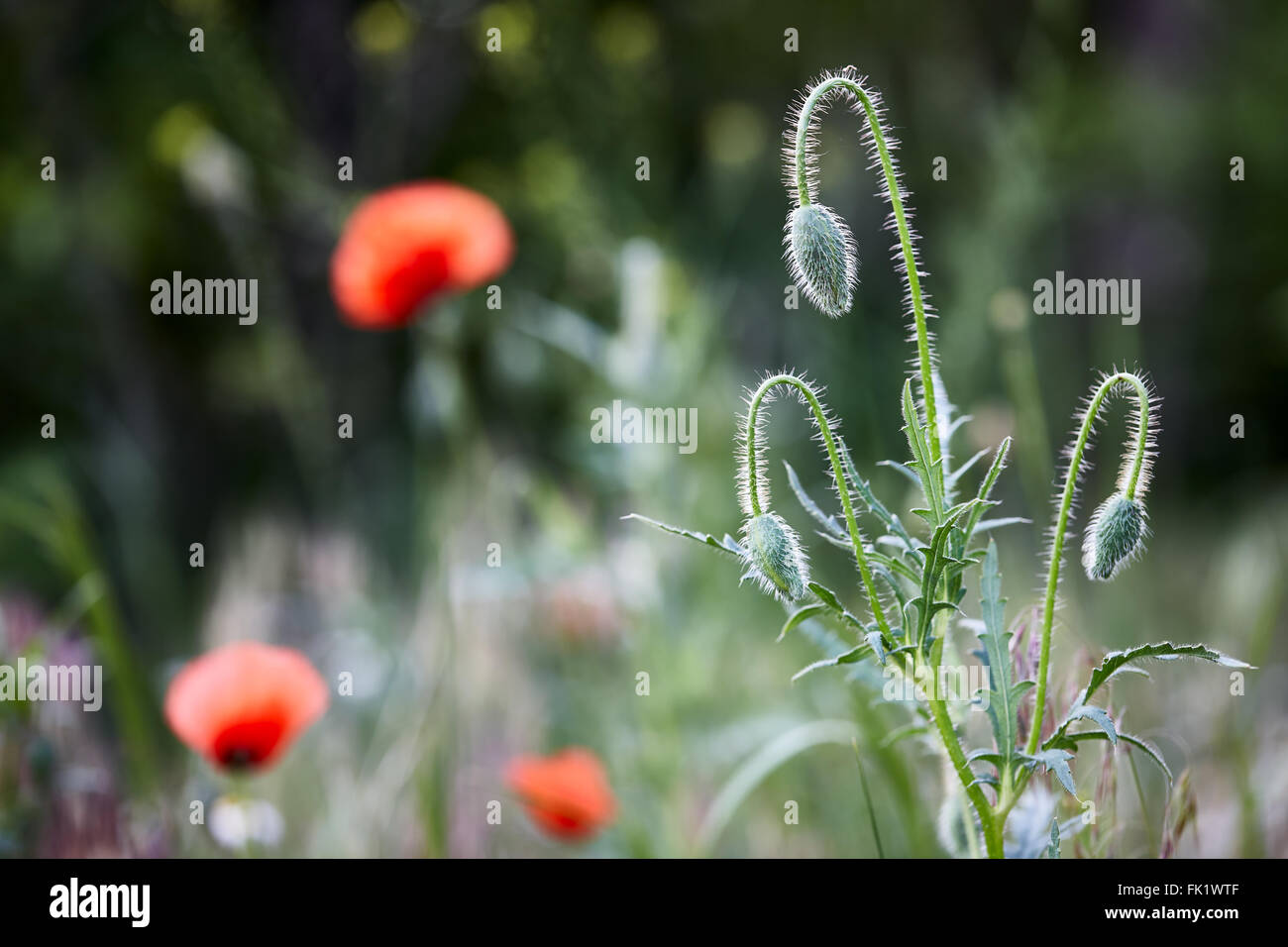 Wild red poppy buds Stock Photo - Alamy
