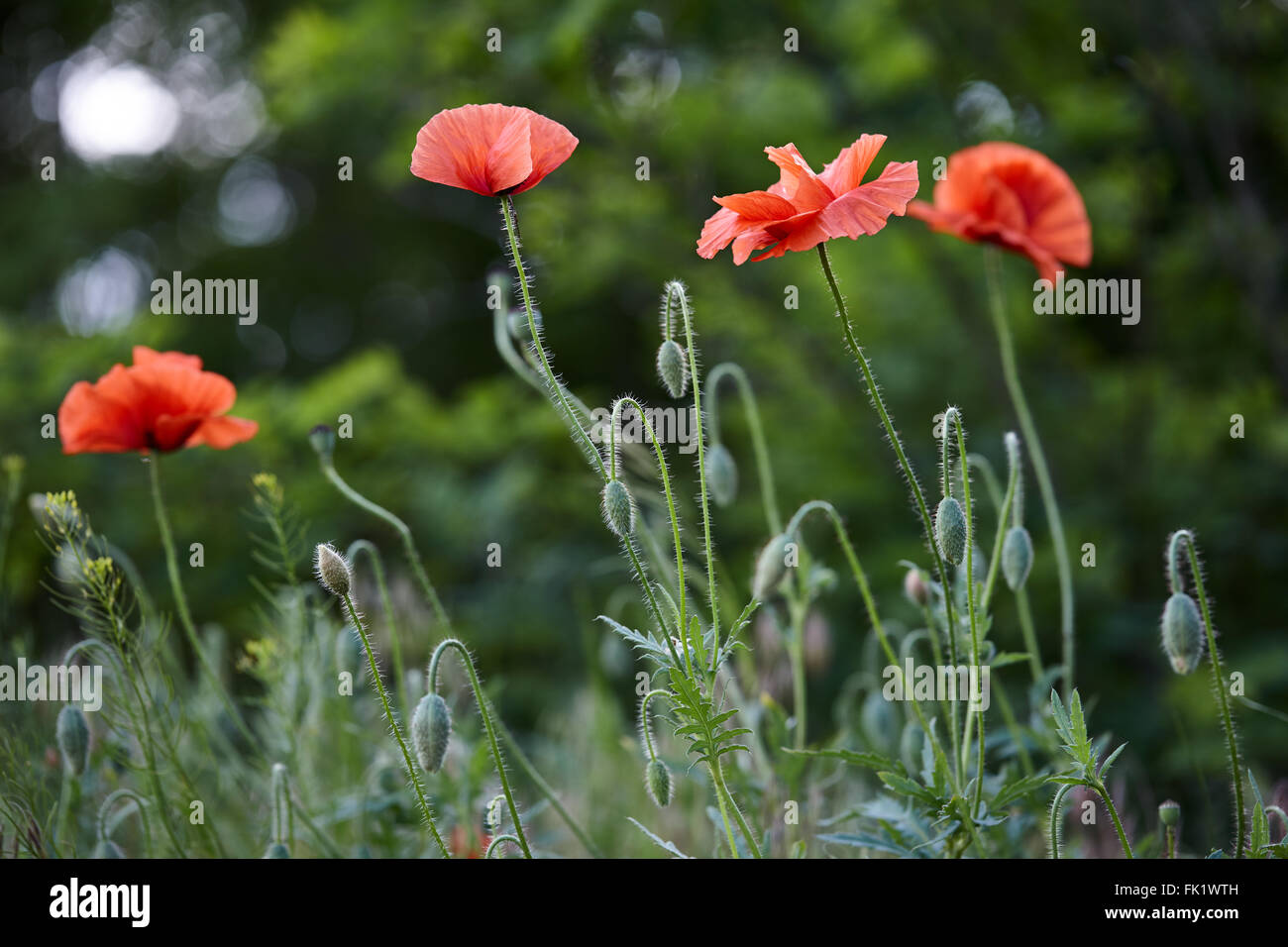 Wild red poppy flowers Stock Photo - Alamy