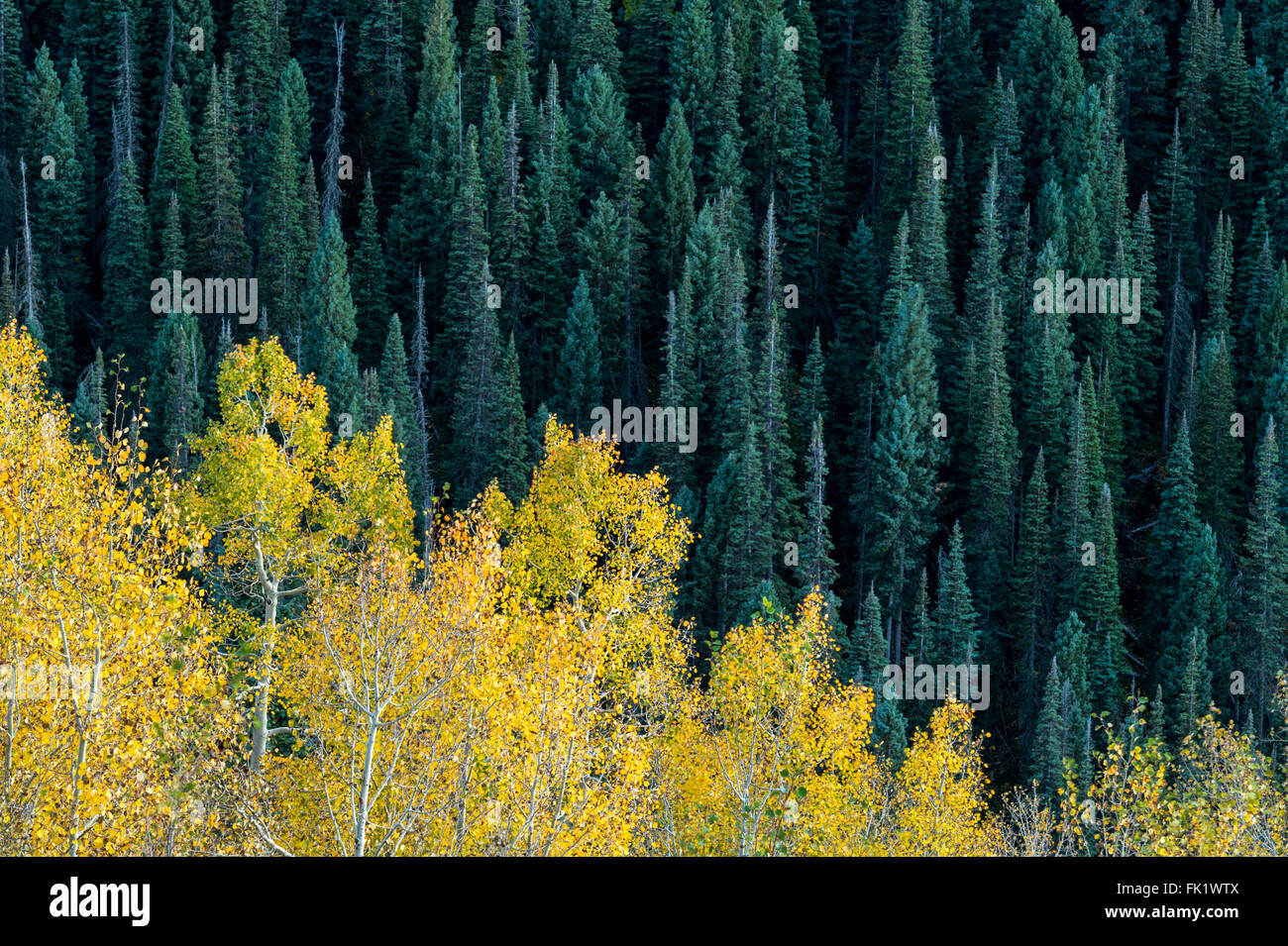 Contrasting photos hi-res stock photography and images - Alamy