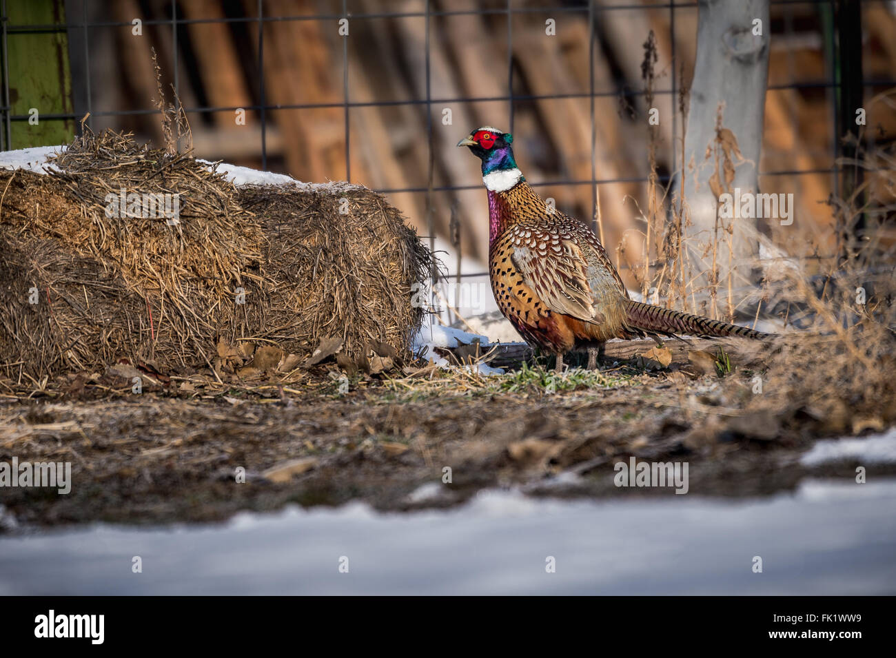 Pheasentrooster hi-res stock photography and images - Alamy