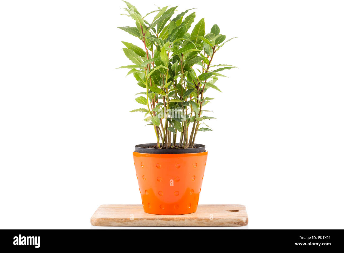 Small laurel tree in flower pot isolated on white background. Closeup ...