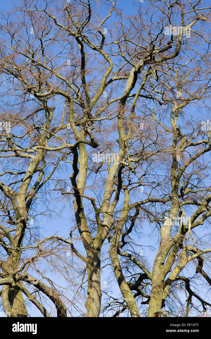 Chinese maple tree hi-res stock photography and images - Alamy