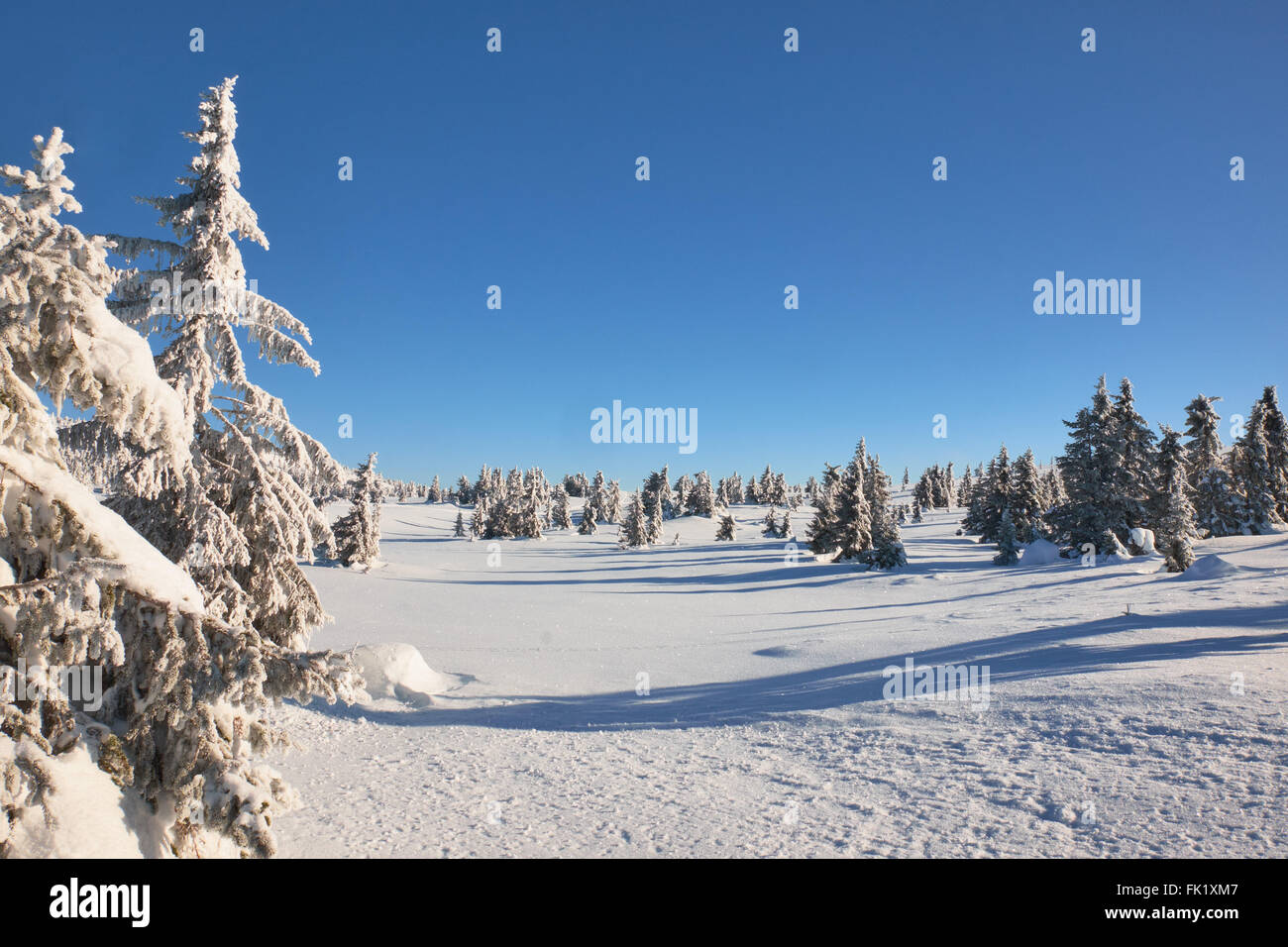 Snow field pine trees hi-res stock photography and images - Alamy