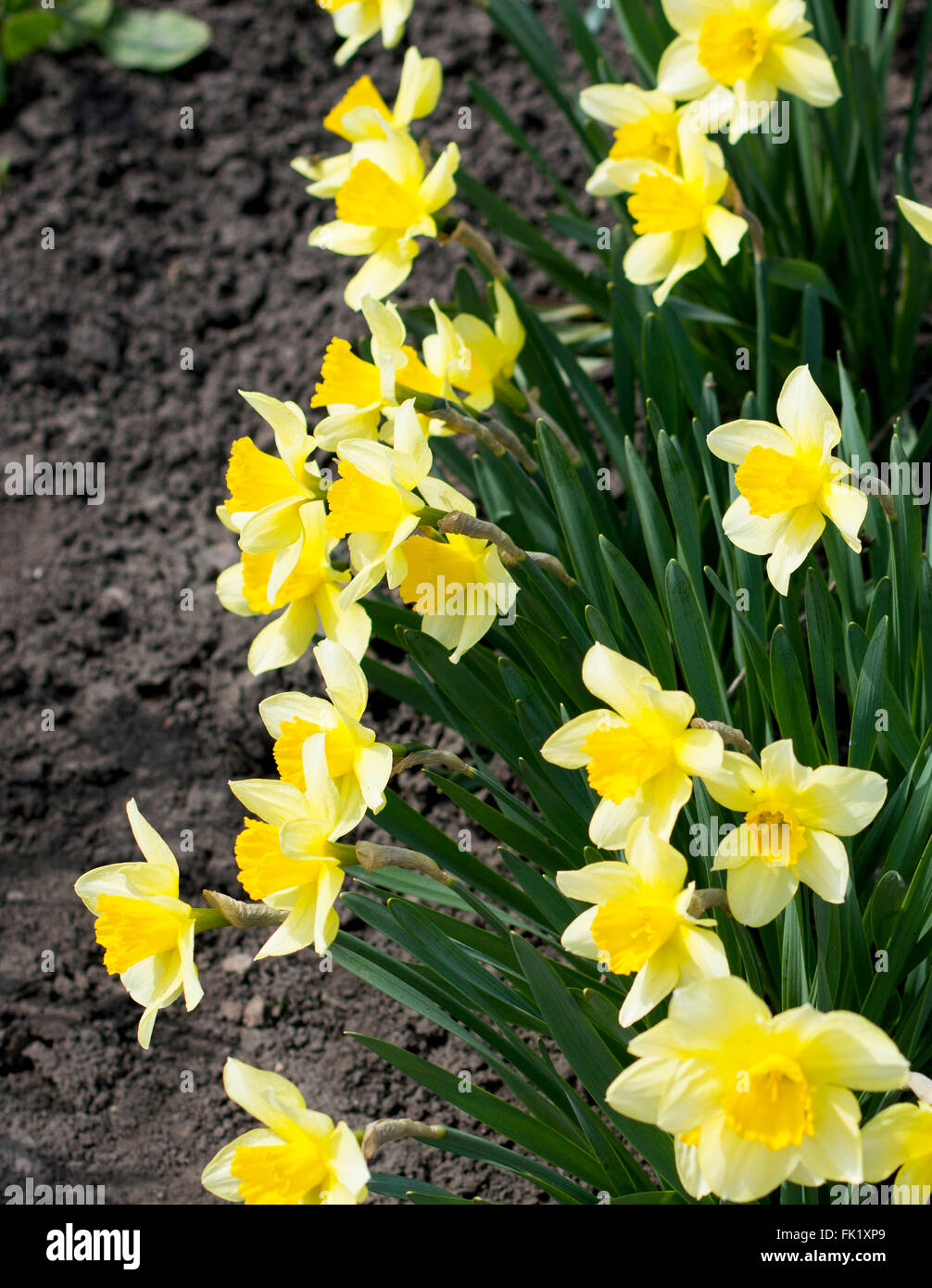 Multi petal flowers hi-res stock photography and images - Alamy