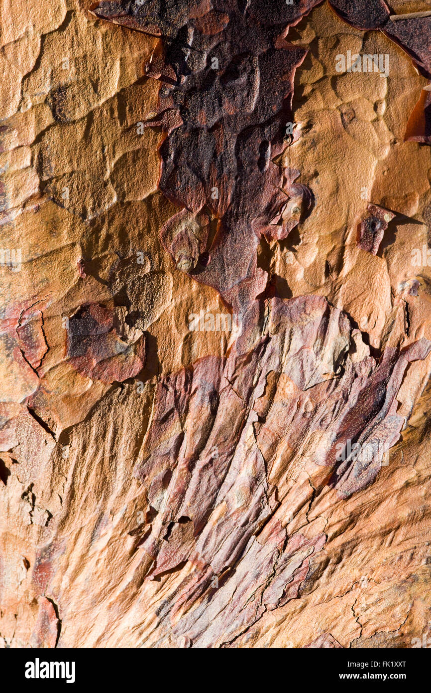 Chinese Maple Tree High Resolution Stock Photography and Images - Alamy