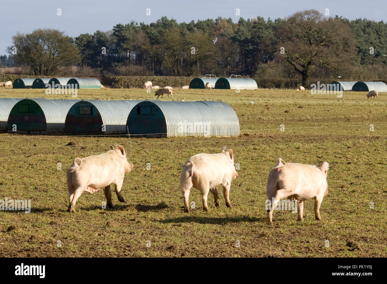 Outdoor reared free range gloucester old spot pigs on a farm Stock ...